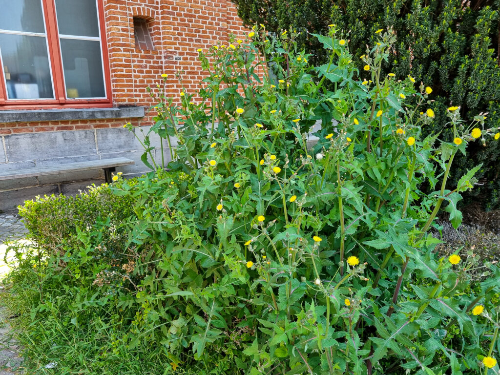 Een receptje voor melkdistel salade - Stadsplanten