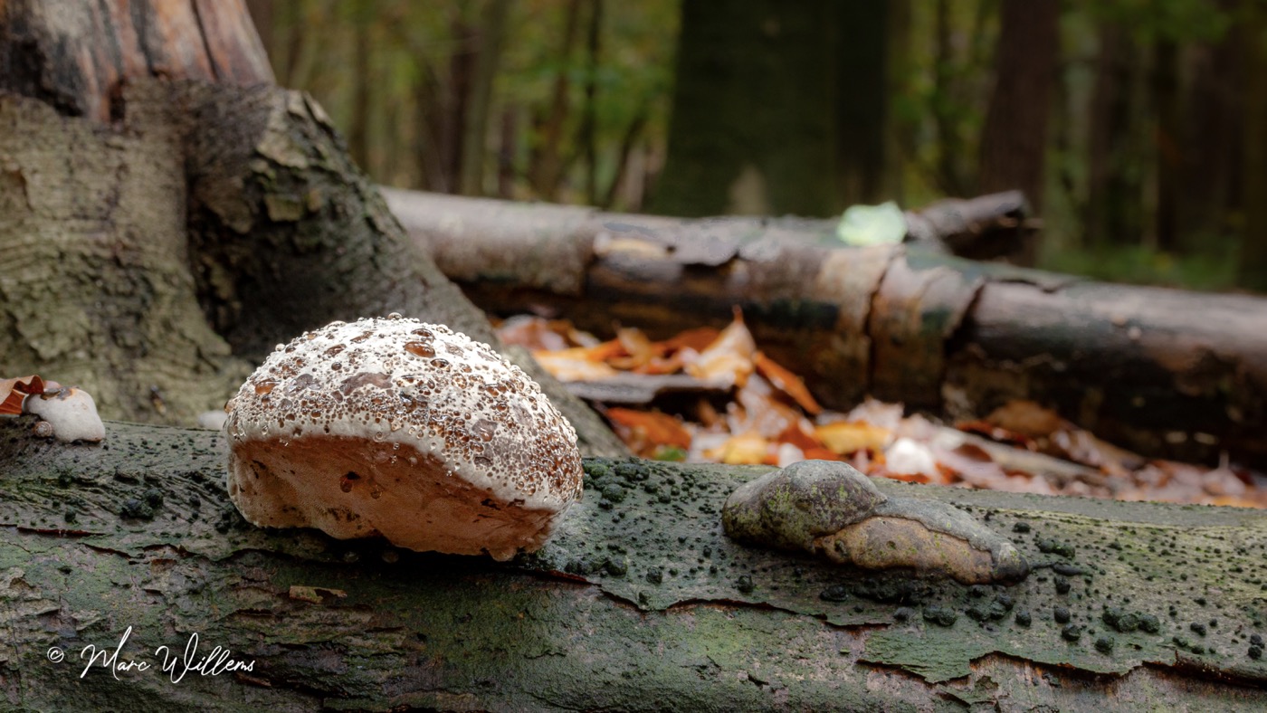 Guttatie - Stadsplanten