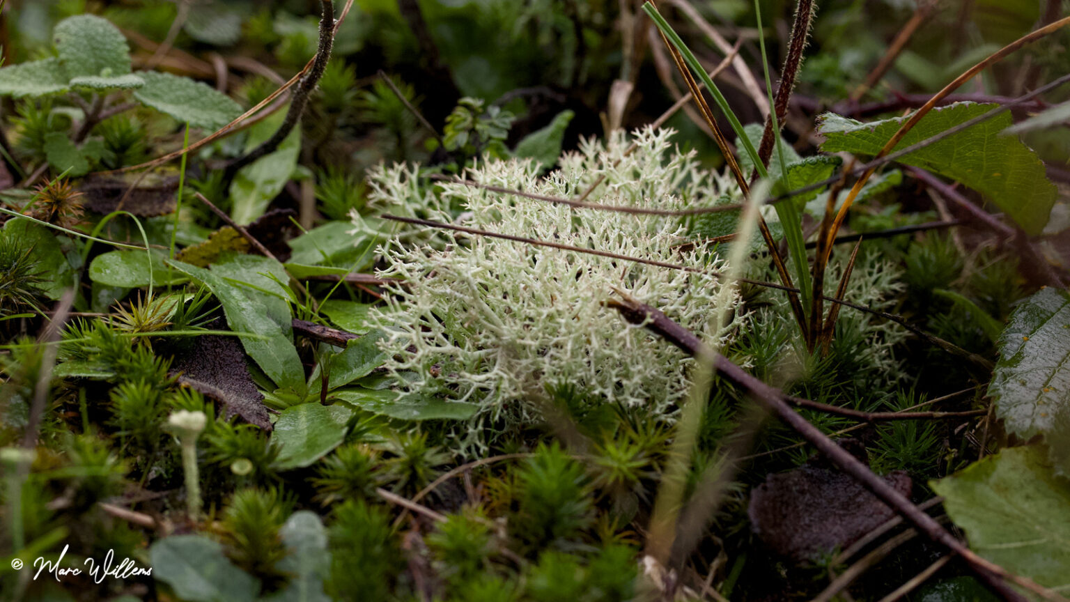 Korstmossen (deel 8) - Open rendiermos - Stadsplanten