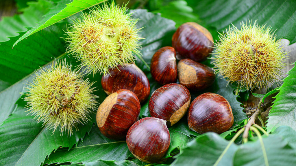 Paardenkastanje - Stadsplanten